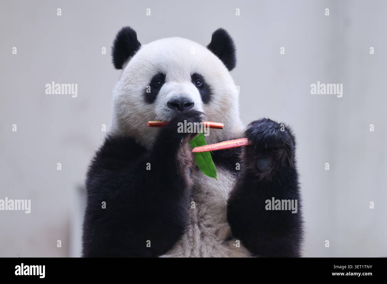 Giant pandas eat special zongzi prepared by Chongqing Zoo staff during ...