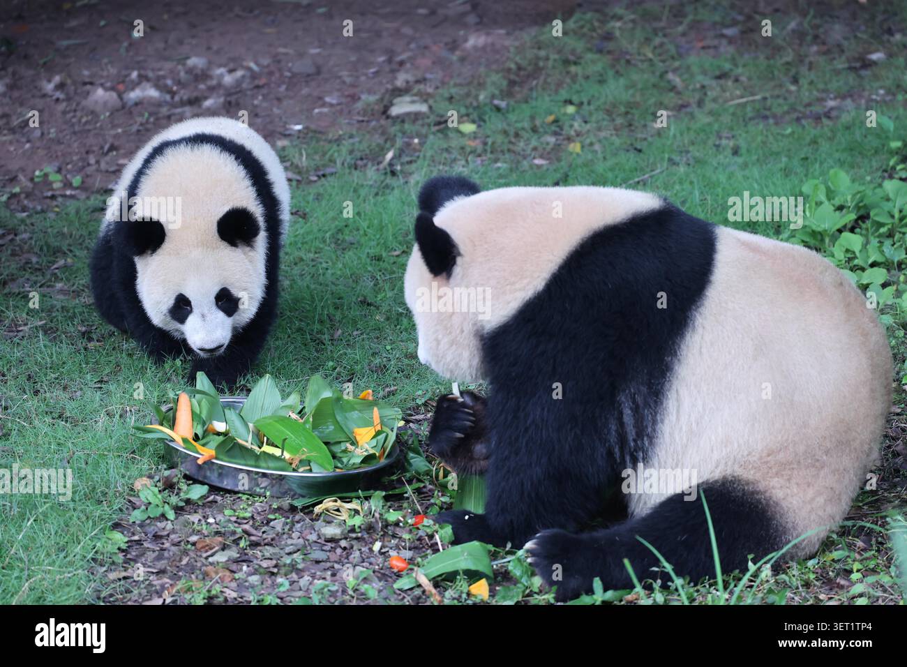 Giant pandas eat special zongzi prepared by Chongqing Zoo staff during ...