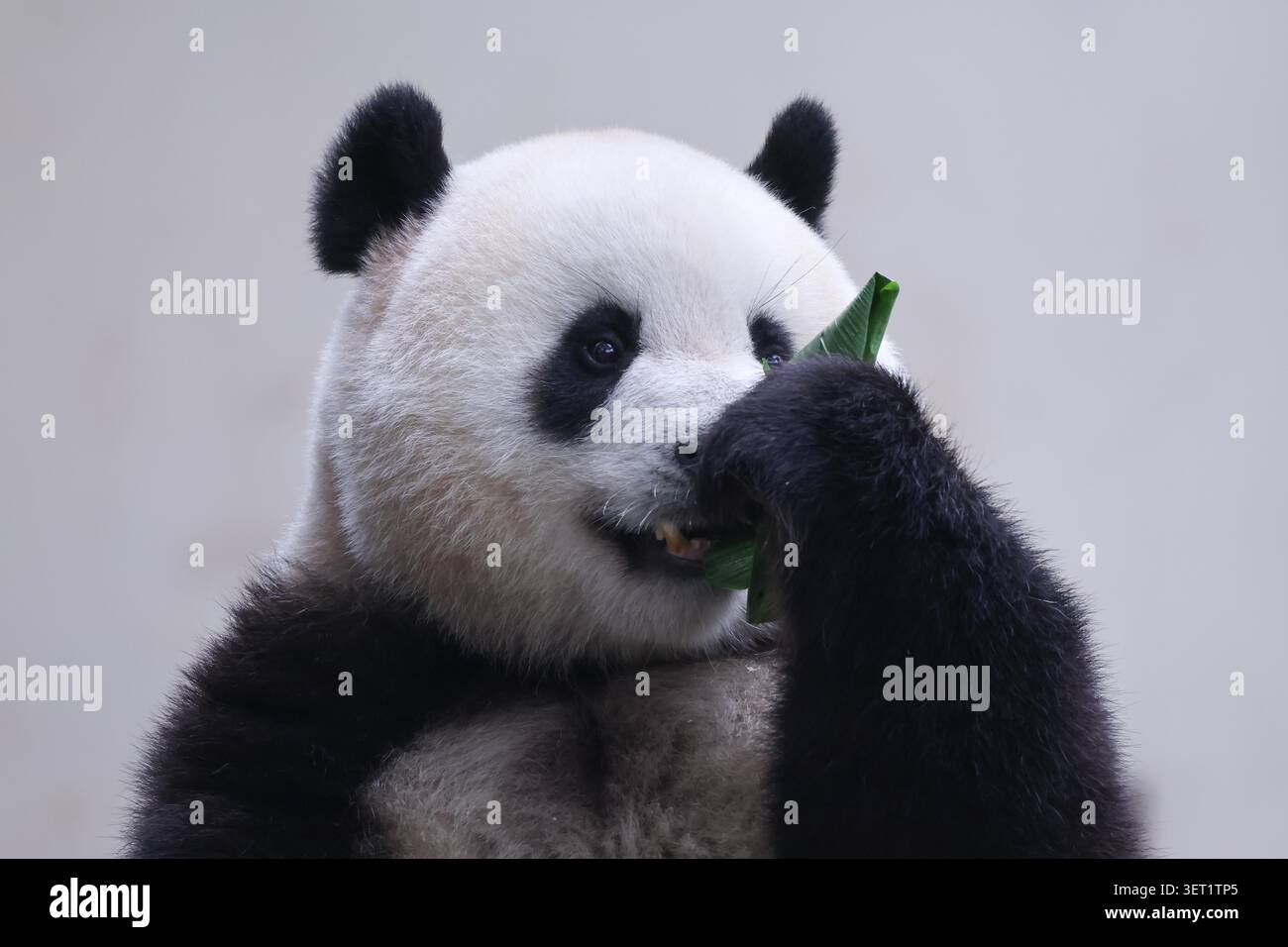 Giant pandas eat special zongzi prepared by Chongqing Zoo staff during ...