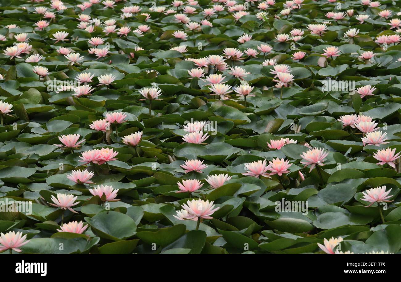 Water lilies bloom at Yingyue Tan Ecological Park in Yuxi, Yunnan ...