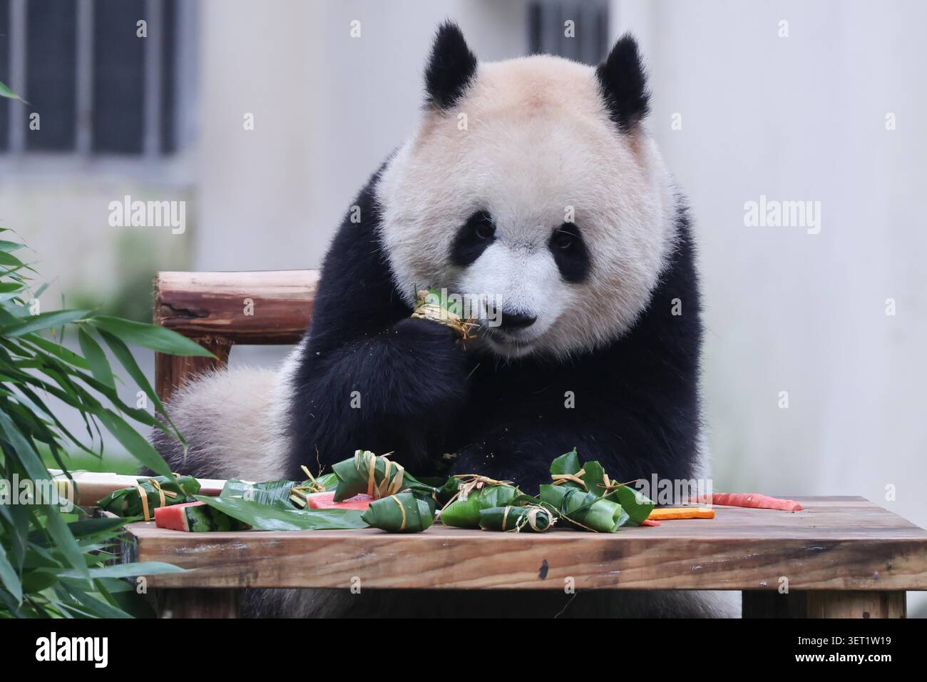 Giant pandas eat special zongzi prepared by Chongqing Zoo staff during ...