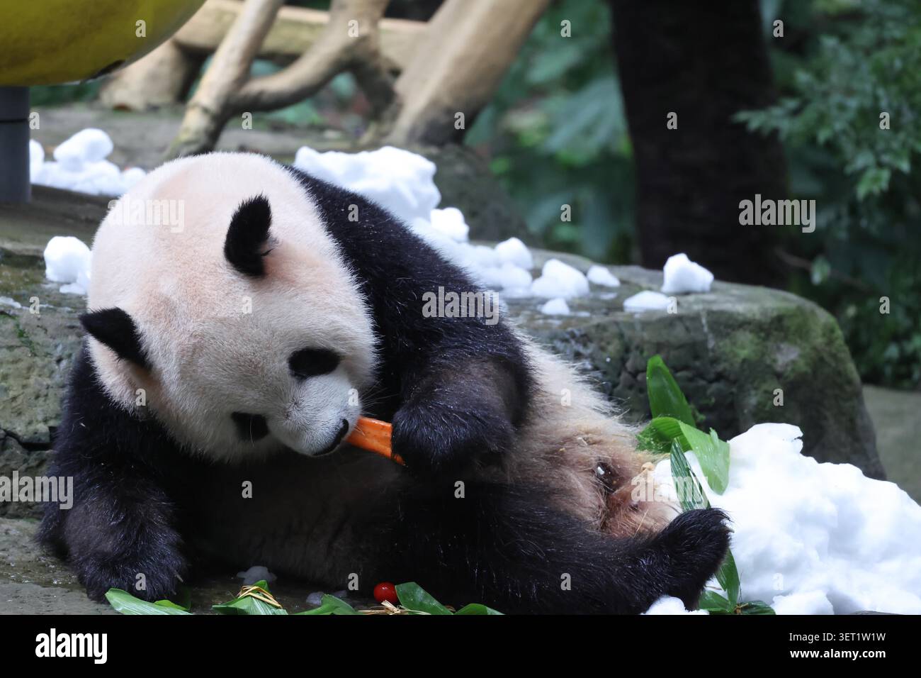 Giant pandas eat special zongzi prepared by Chongqing Zoo staff during ...