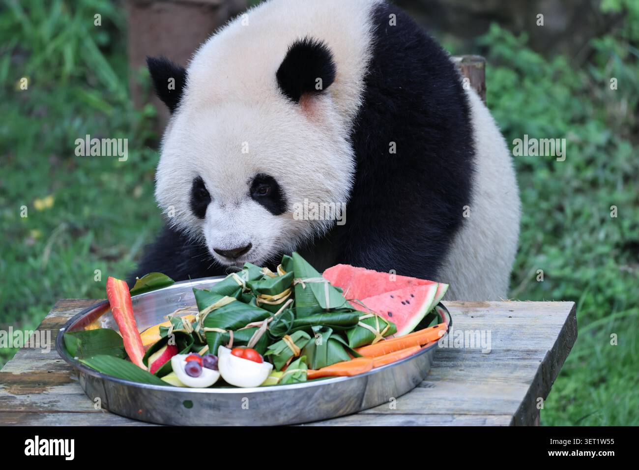 Giant pandas eat special zongzi prepared by Chongqing Zoo staff during ...