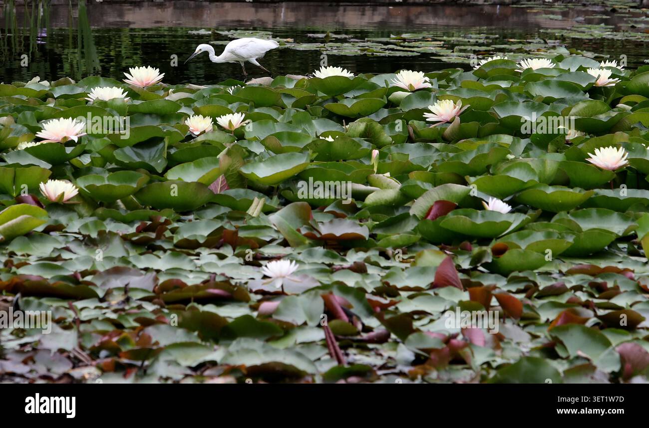 Water lilies bloom at Yingyue Tan Ecological Park in Yuxi, Yunnan ...