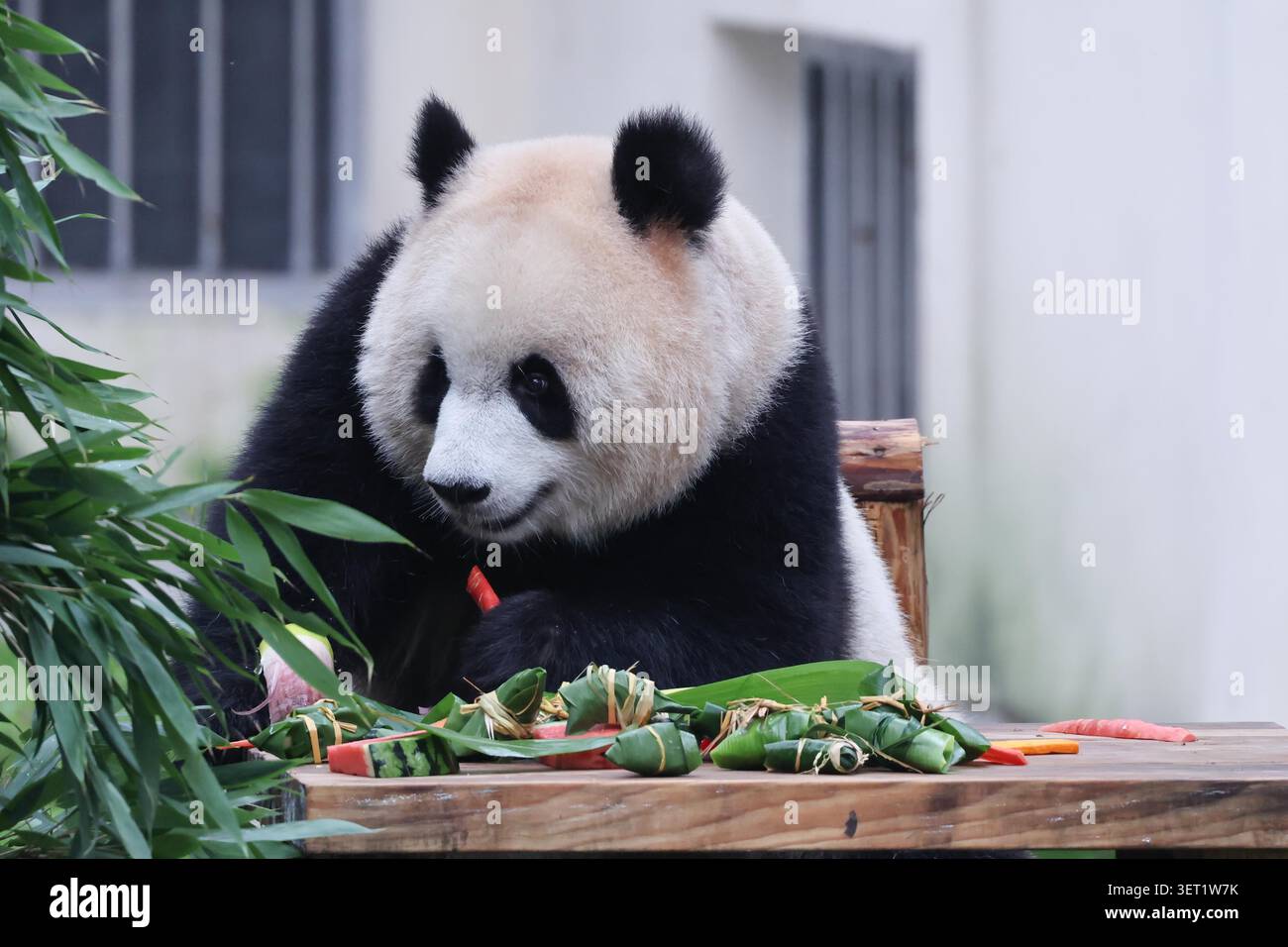 Giant pandas eat special zongzi prepared by Chongqing Zoo staff during ...