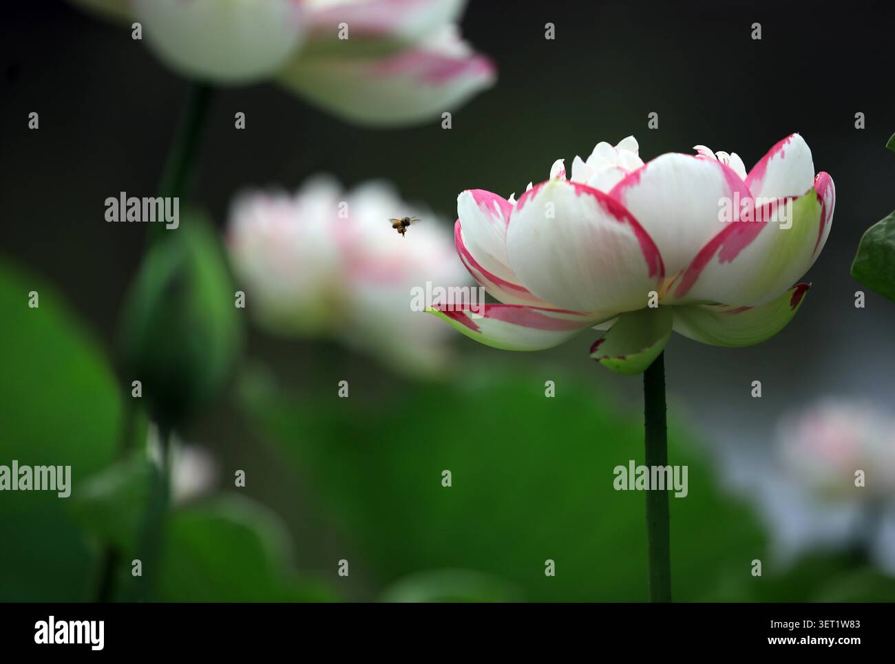 Lotus flowers bloom at Chuxiu Park in Huai'an, east China's Jiangsu ...