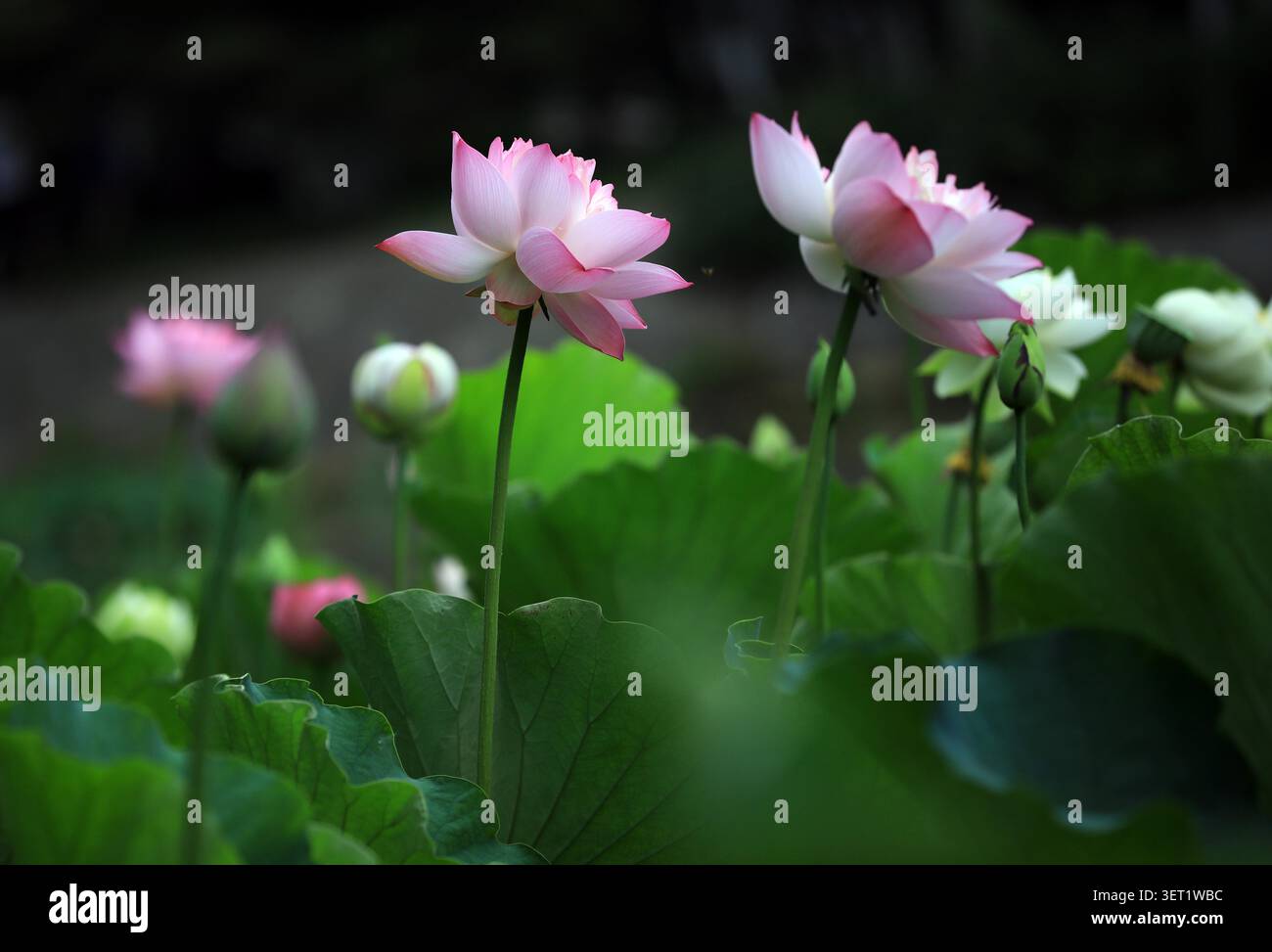 Lotus flowers bloom at Chuxiu Park in Huai'an, east China's Jiangsu ...