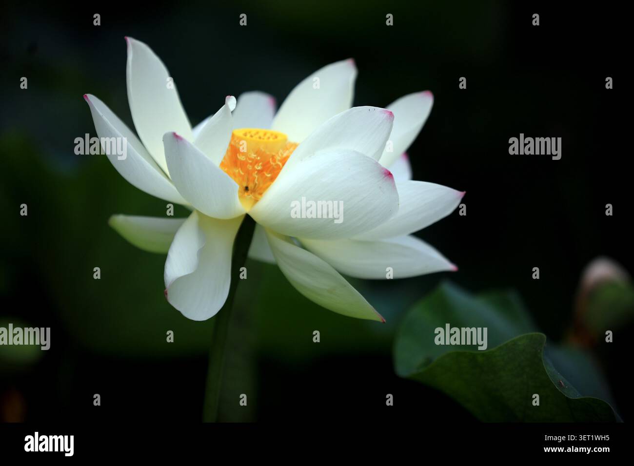 White lotuses bloom in Chuxiu Park of Huaian, east China's Jiangsu ...