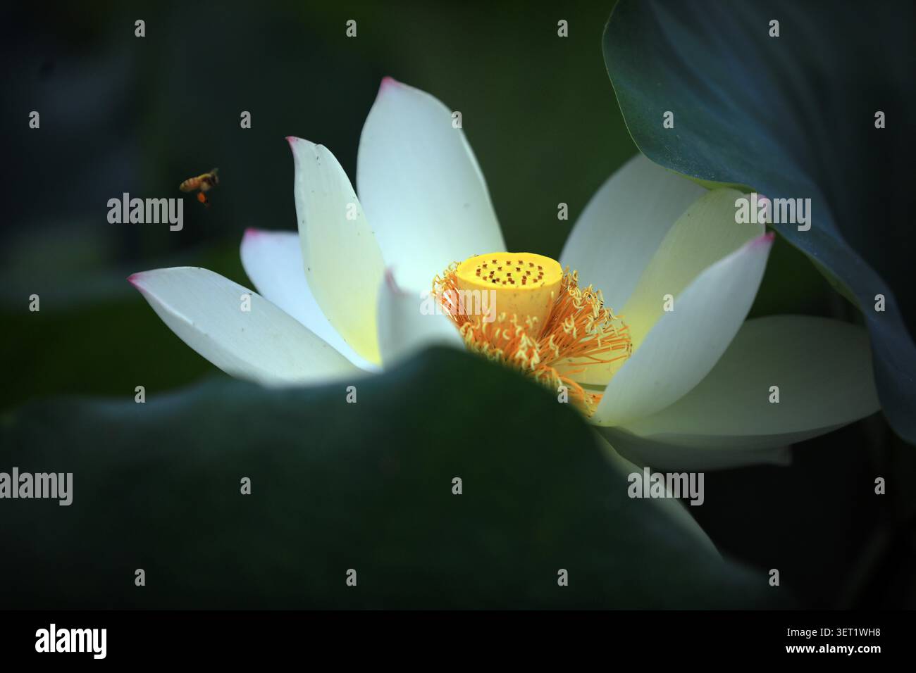 White lotuses bloom in Chuxiu Park of Huaian, east China's Jiangsu ...