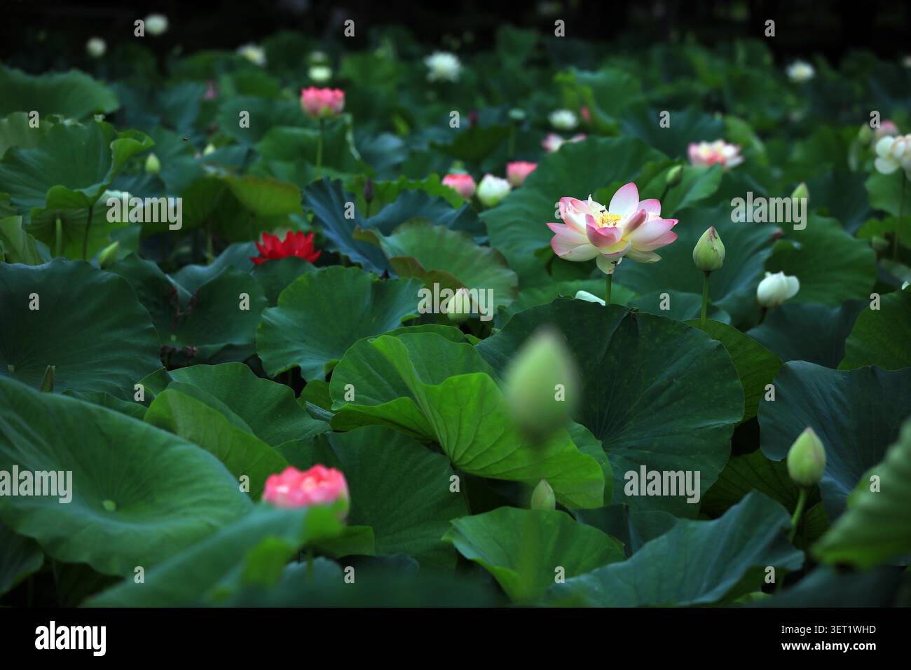 Lotus flowers bloom at Chuxiu Park in Huai'an, east China's Jiangsu ...