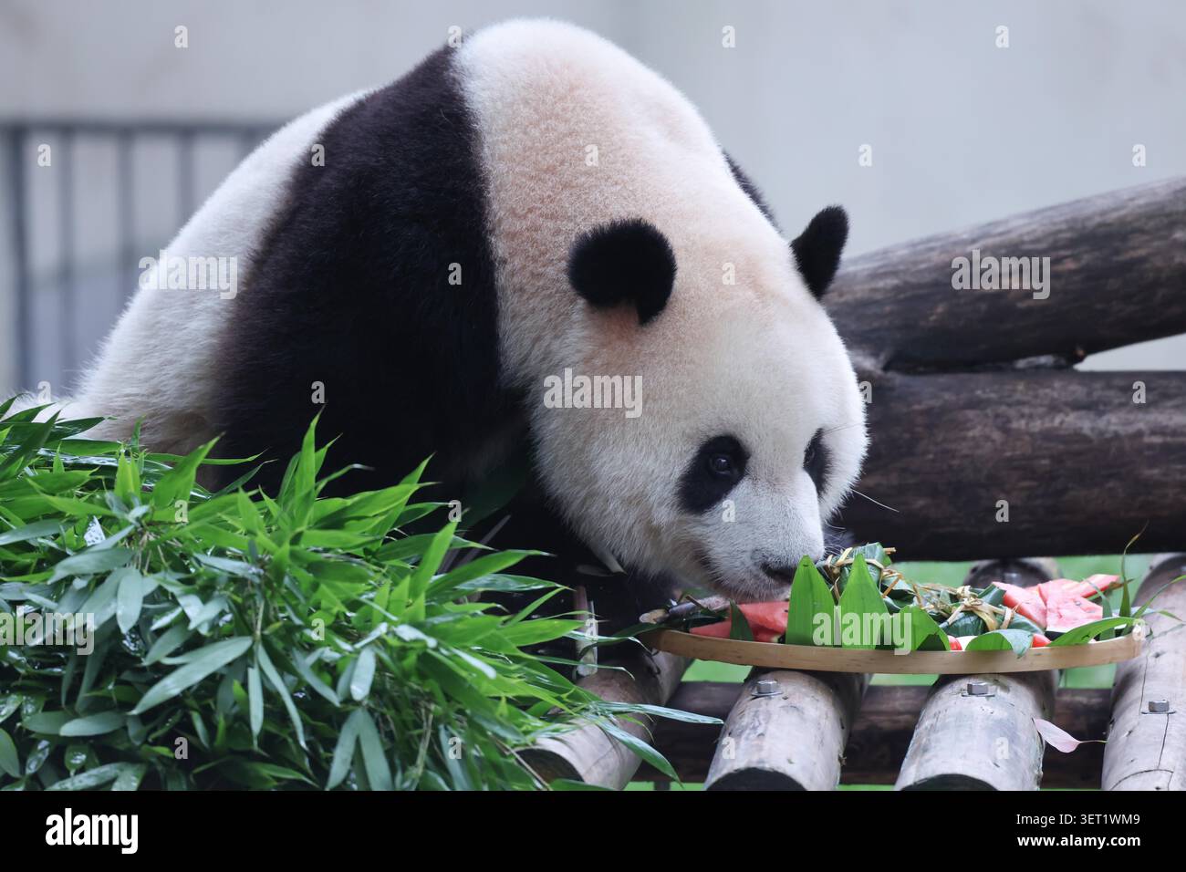 Giant pandas eat special zongzi prepared by Chongqing Zoo staff during ...