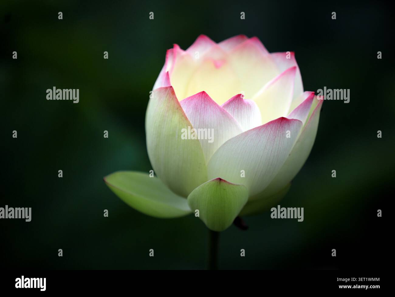 White lotuses bloom in Chuxiu Park of Huaian, east China's Jiangsu ...