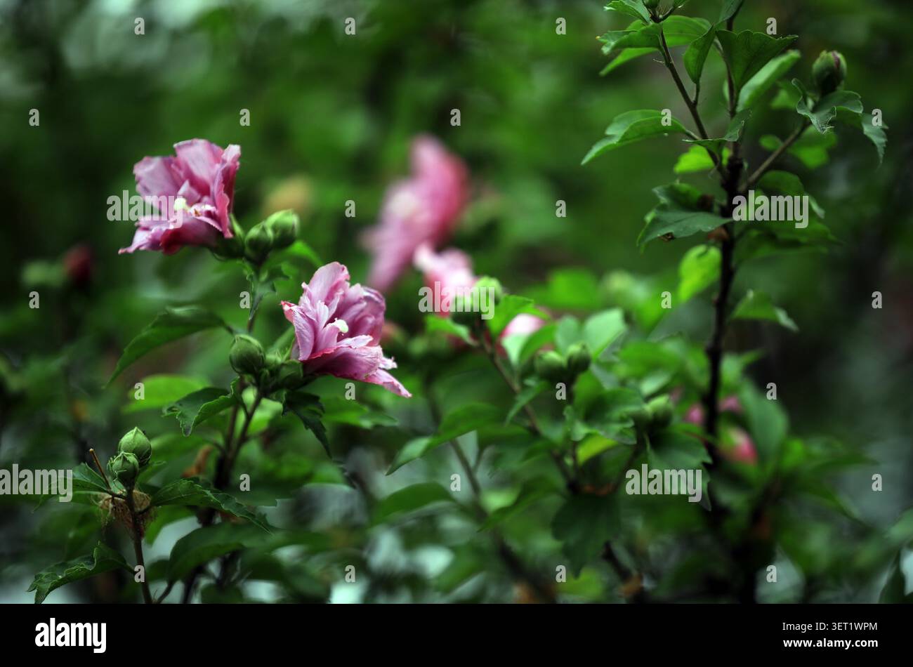Hibiscus flowers bloom along the ancient Yellow River in Huaian, east ...
