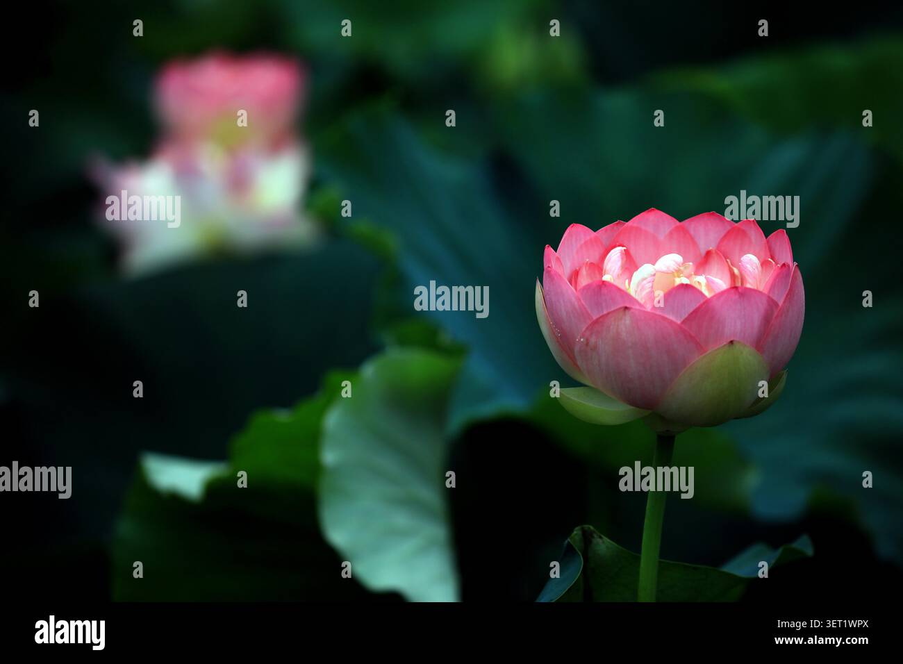 Lotus flowers bloom at Chuxiu Park in Huai'an, east China's Jiangsu ...