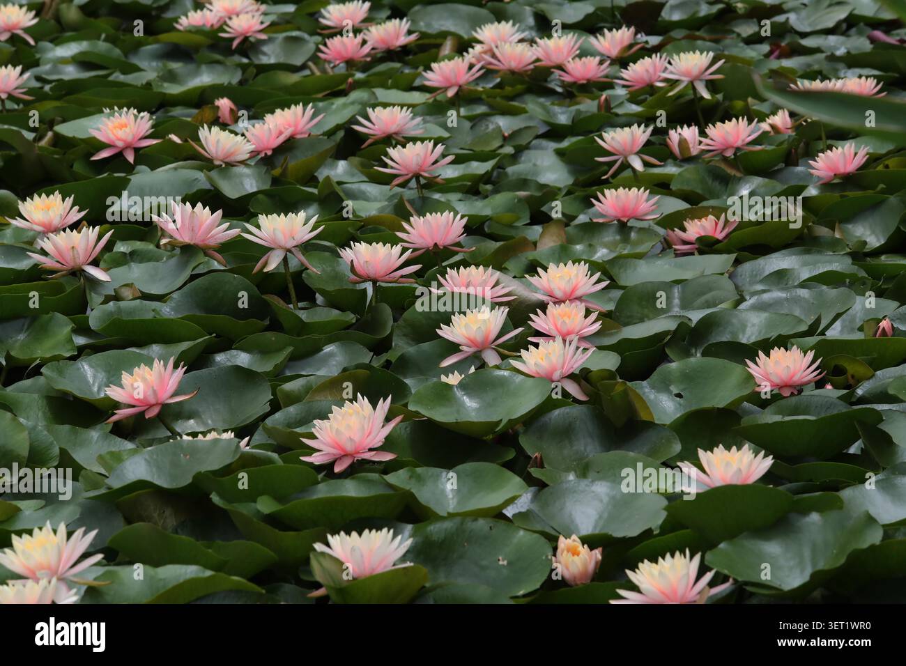Water lilies bloom at Yingyue Tan Ecological Park in Yuxi, Yunnan ...