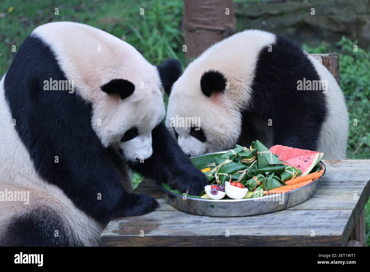Giant pandas eat special zongzi prepared by Chongqing Zoo staff during ...