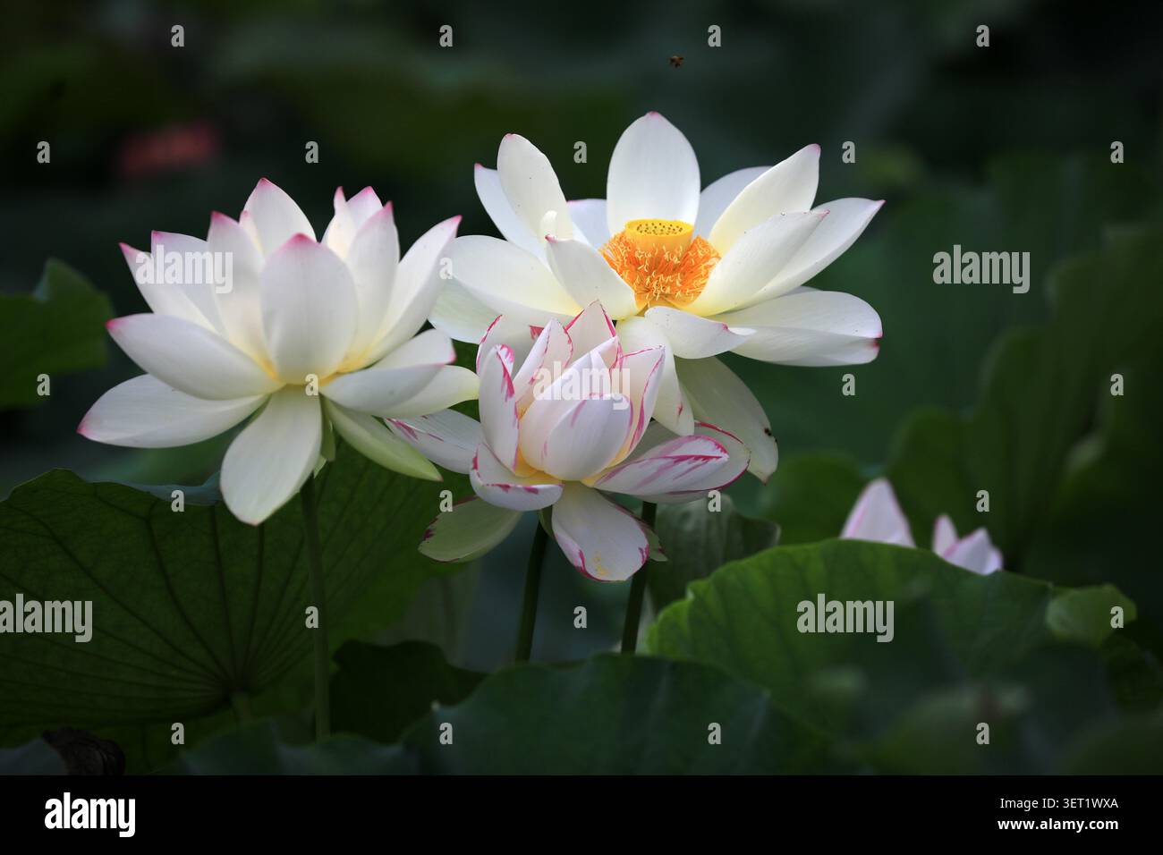 Lotus flowers bloom at Chuxiu Park in Huai'an, east China's Jiangsu ...