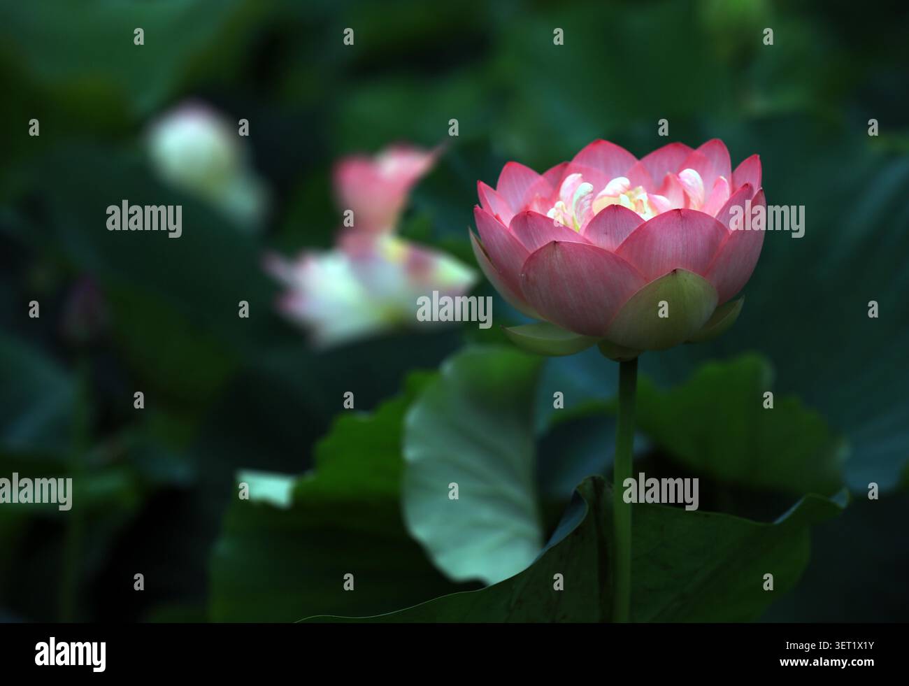 Lotus flowers bloom at Chuxiu Park in Huai'an, east China's Jiangsu ...