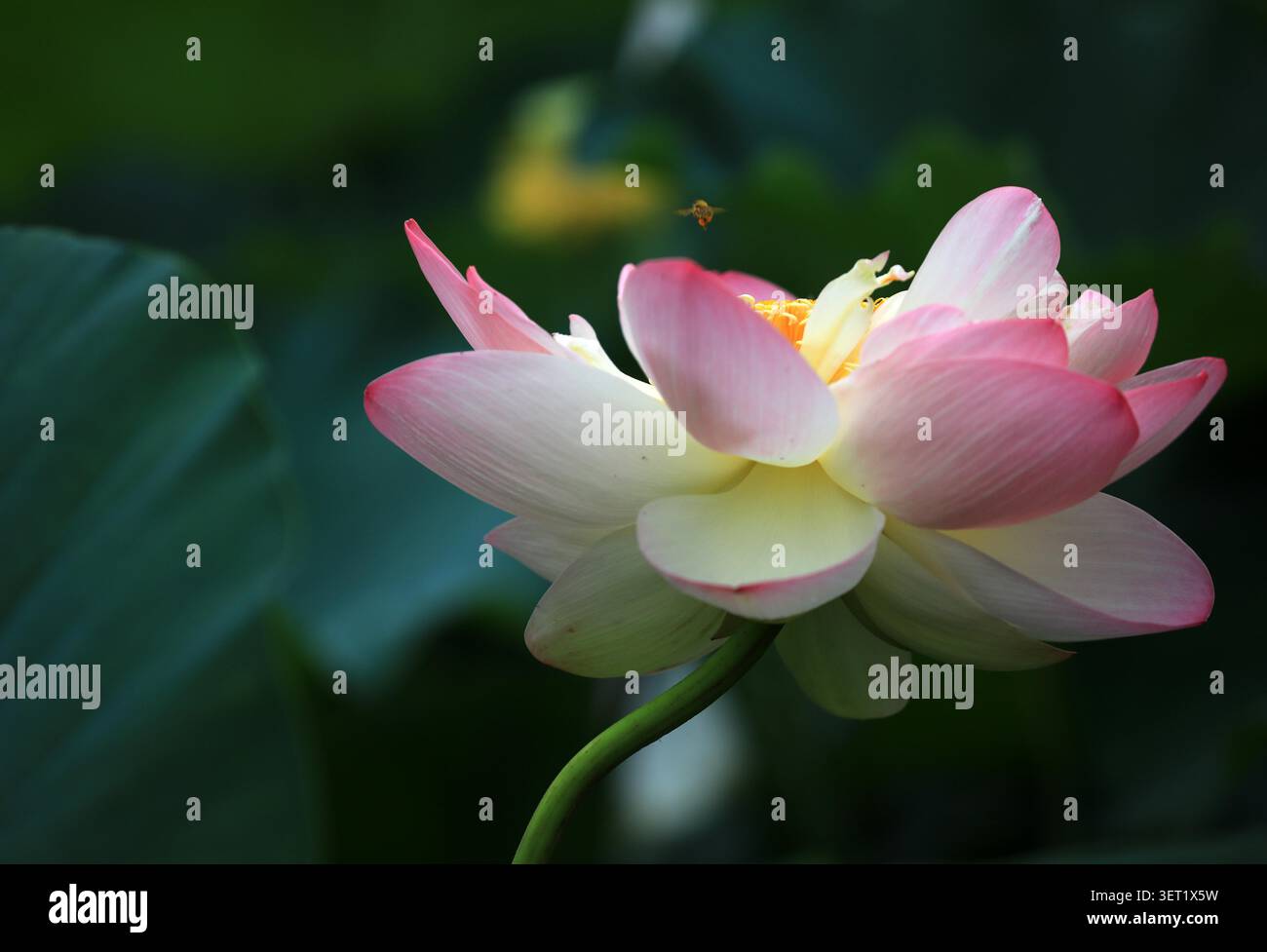 Lotus flowers bloom at Chuxiu Park in Huai'an, east China's Jiangsu ...