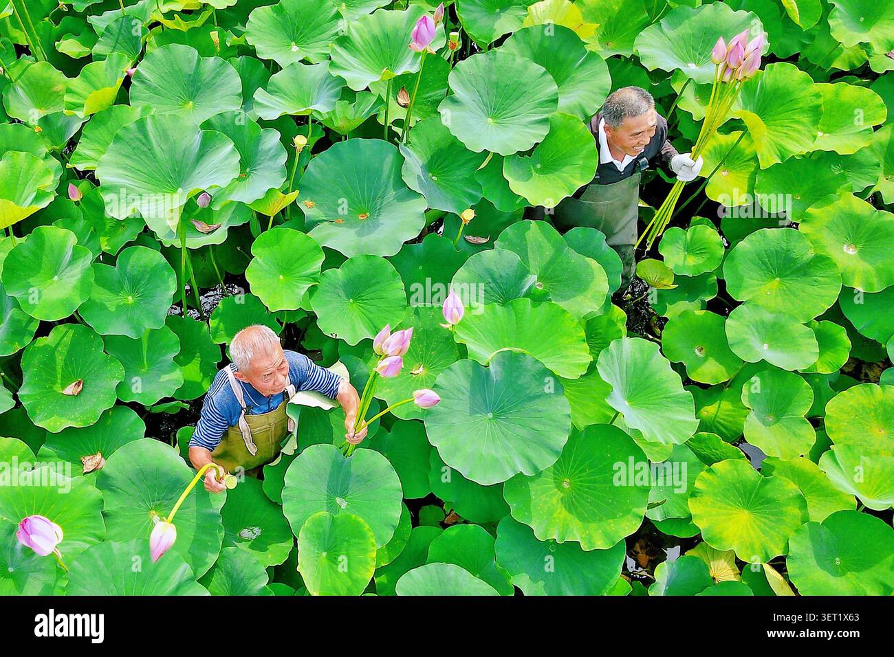 Villagers harvest lotus flowers at Pingyuanchi Village in Rugao, east ...