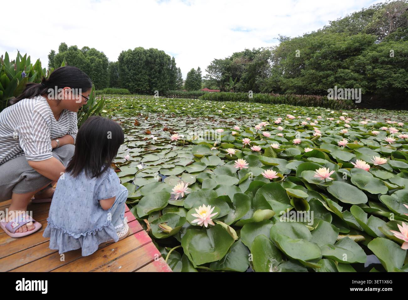 Water lilies bloom at Yingyue Tan Ecological Park in Yuxi, Yunnan ...
