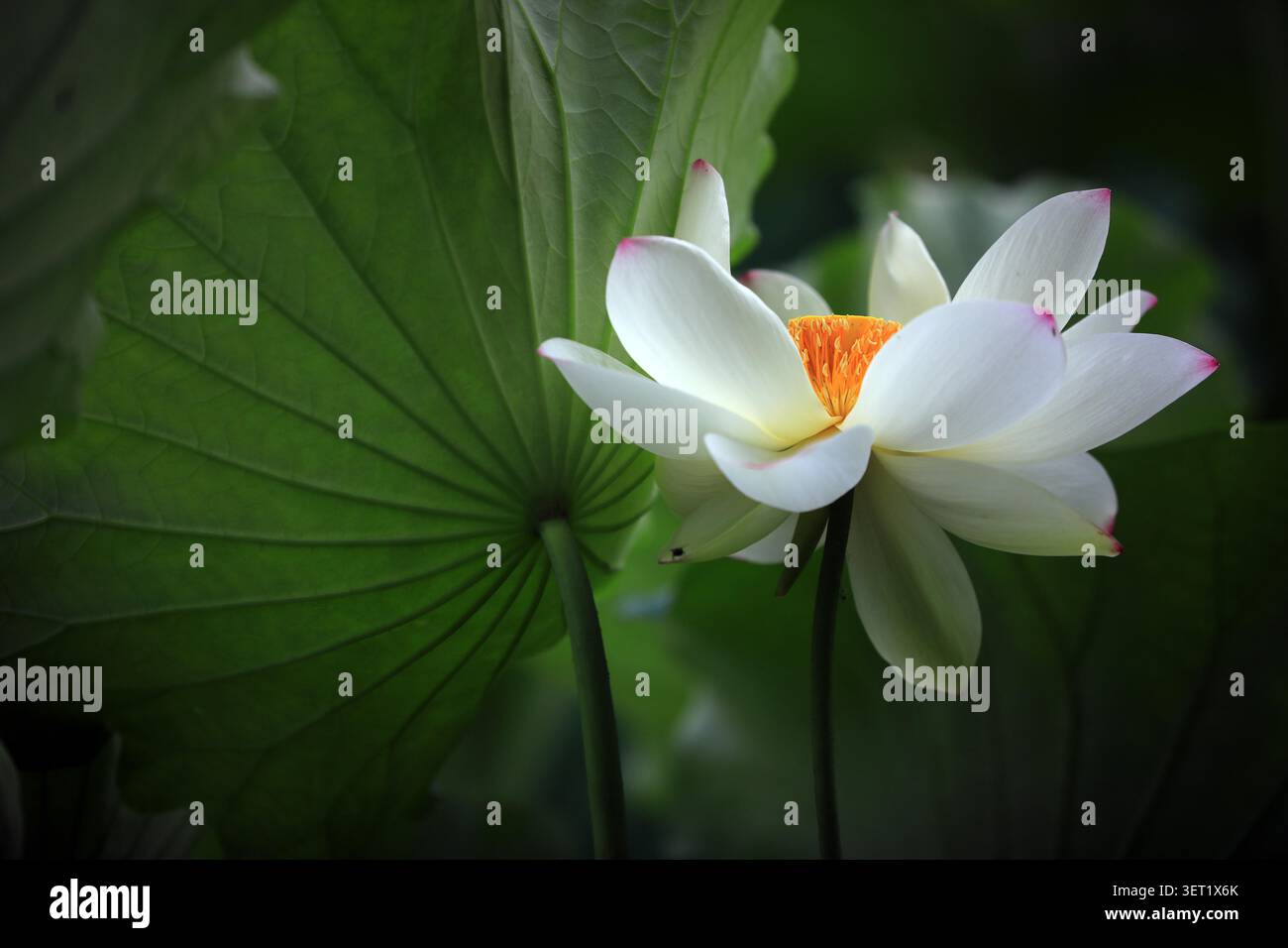 White lotuses bloom in Chuxiu Park of Huaian, east China's Jiangsu ...