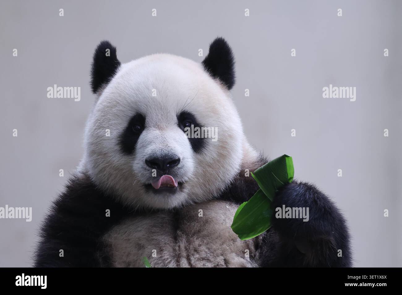Giant pandas eat special zongzi prepared by Chongqing Zoo staff during ...