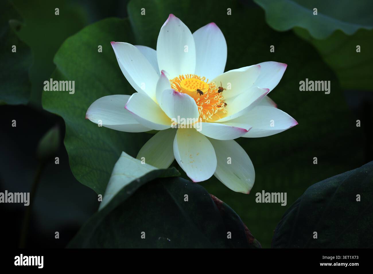 White lotuses bloom in Chuxiu Park of Huaian, east China's Jiangsu ...