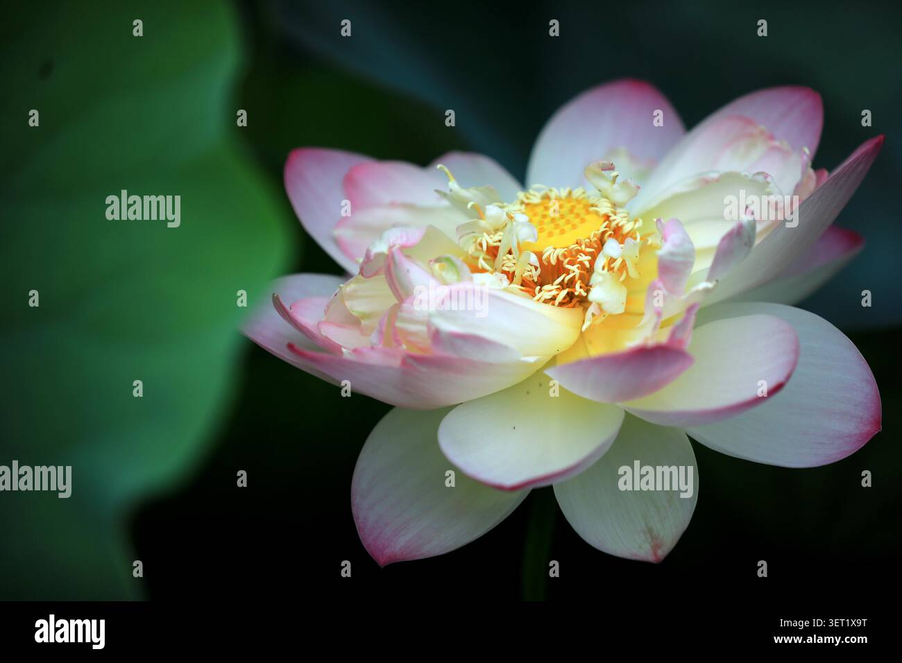 White lotuses bloom in Chuxiu Park of Huaian, east China's Jiangsu ...