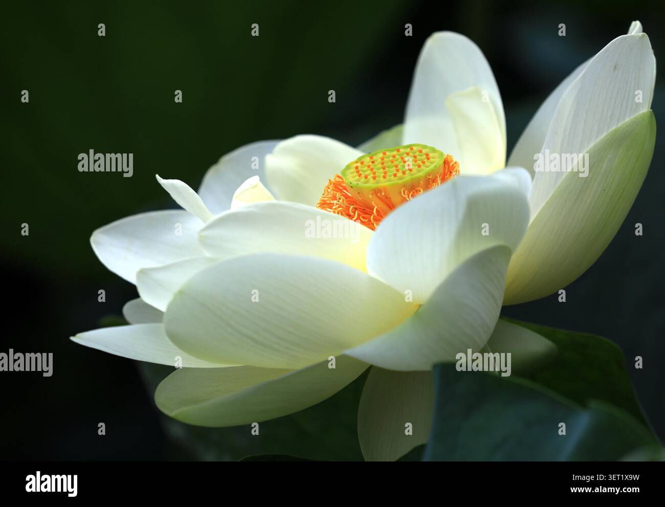 White lotuses bloom in Chuxiu Park of Huaian, east China's Jiangsu ...