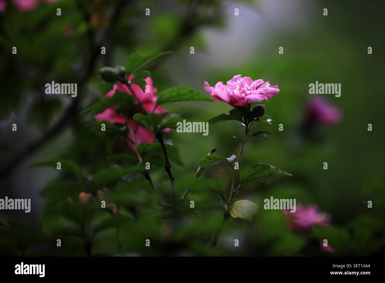 Hibiscus flowers bloom along the ancient Yellow River in Huaian, east ...