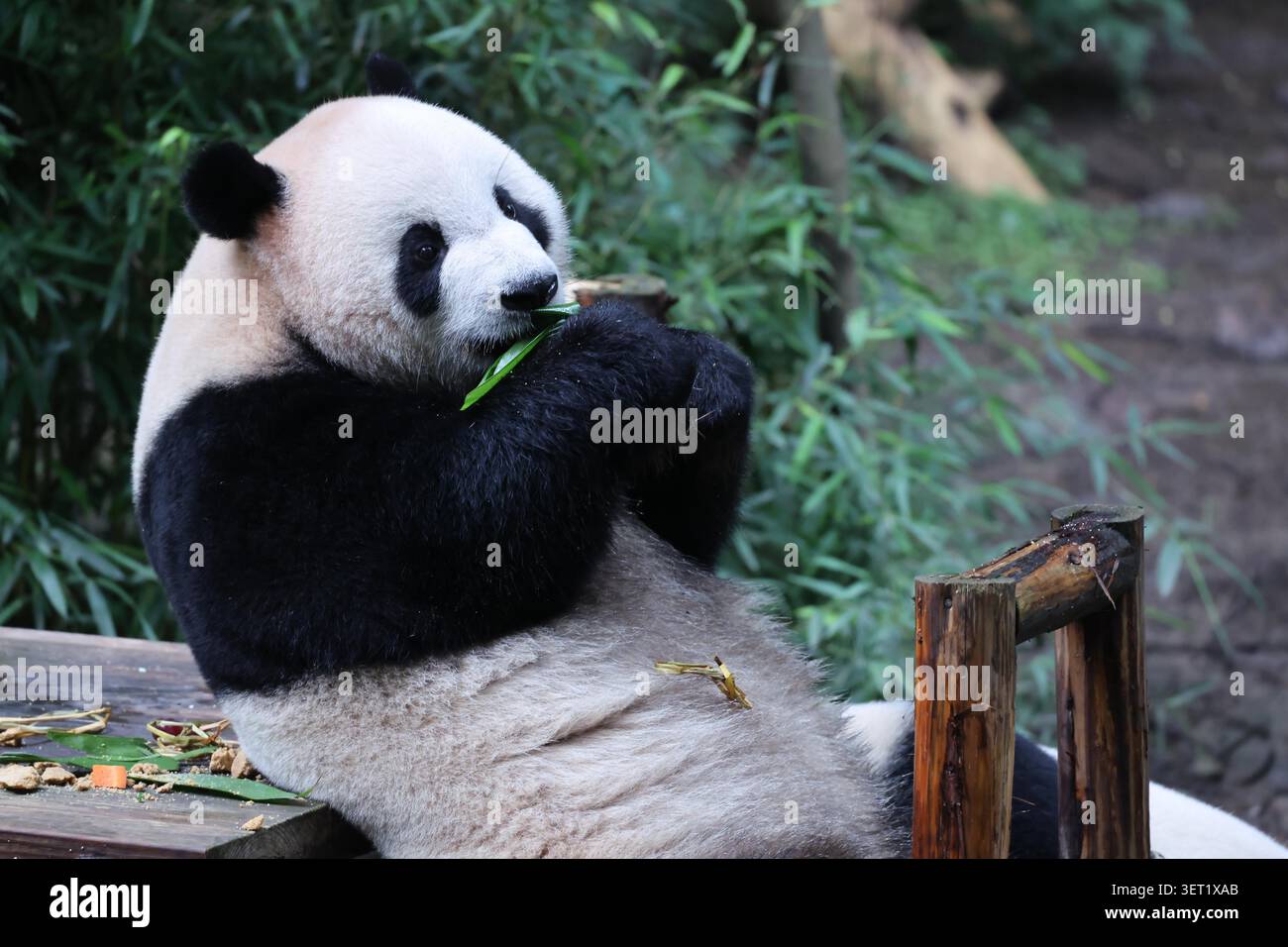Giant pandas eat special zongzi prepared by Chongqing Zoo staff during ...