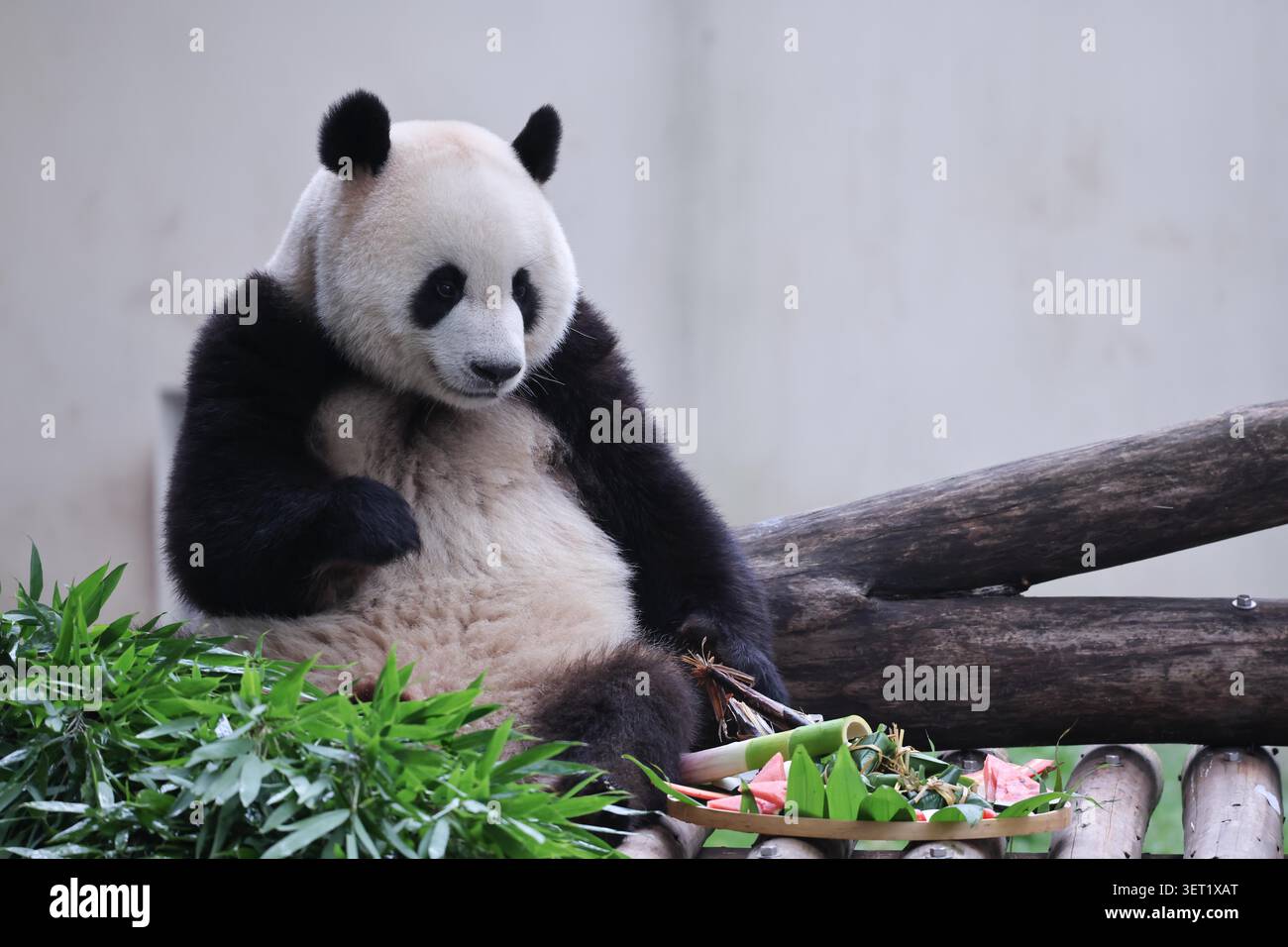 Giant pandas eat special zongzi prepared by Chongqing Zoo staff during ...