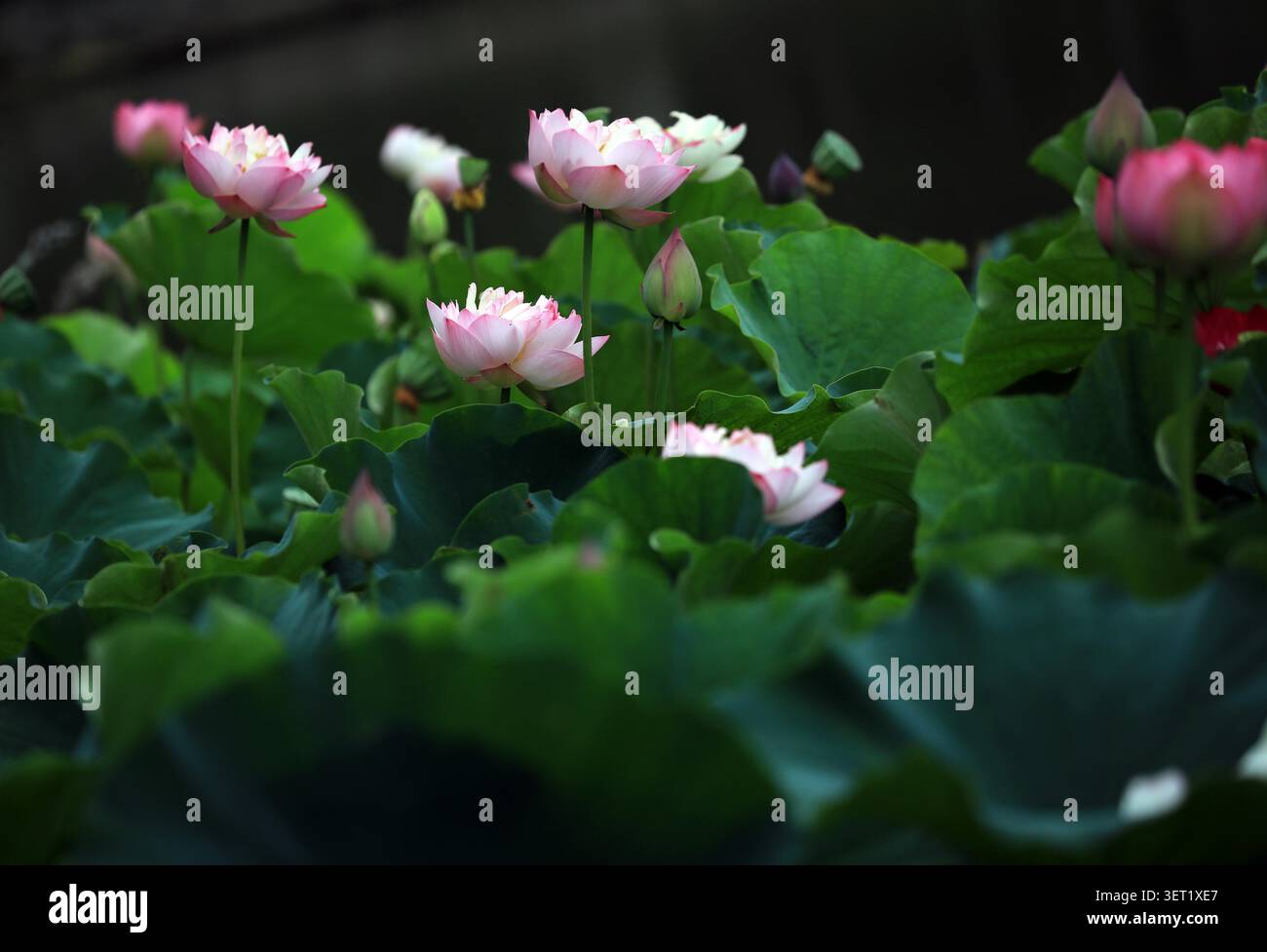Lotus flowers bloom at Chuxiu Park in Huai'an, east China's Jiangsu ...