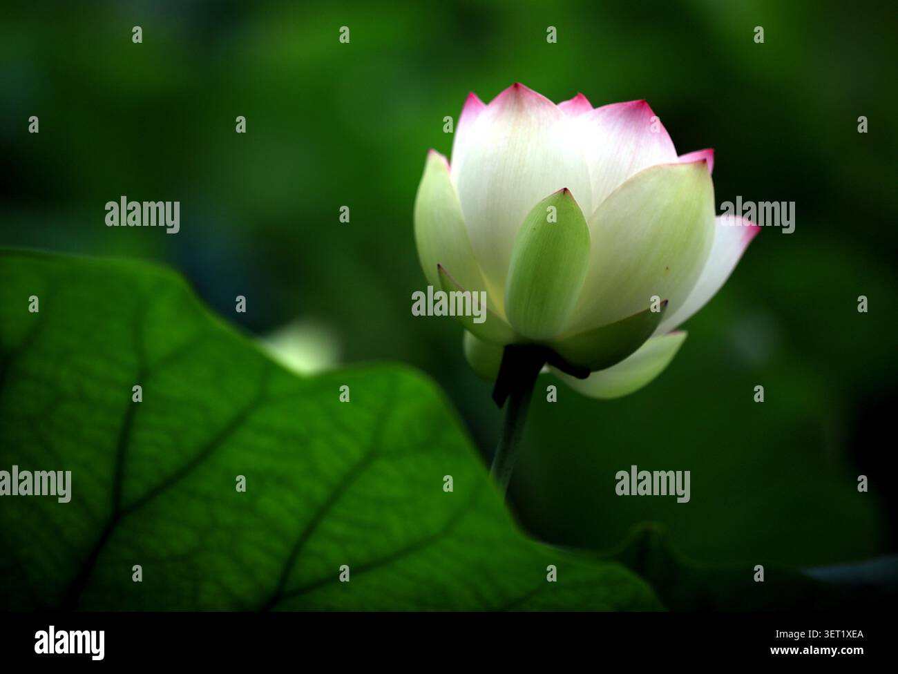 White lotuses bloom in Chuxiu Park of Huaian, east China's Jiangsu ...