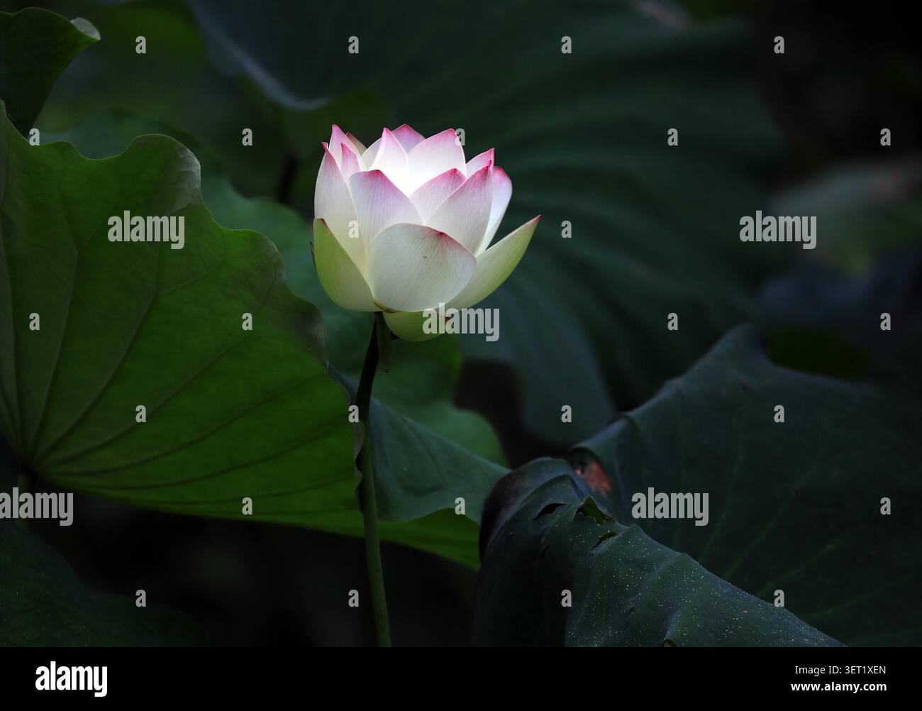 White lotuses bloom in Chuxiu Park of Huaian, east China's Jiangsu ...