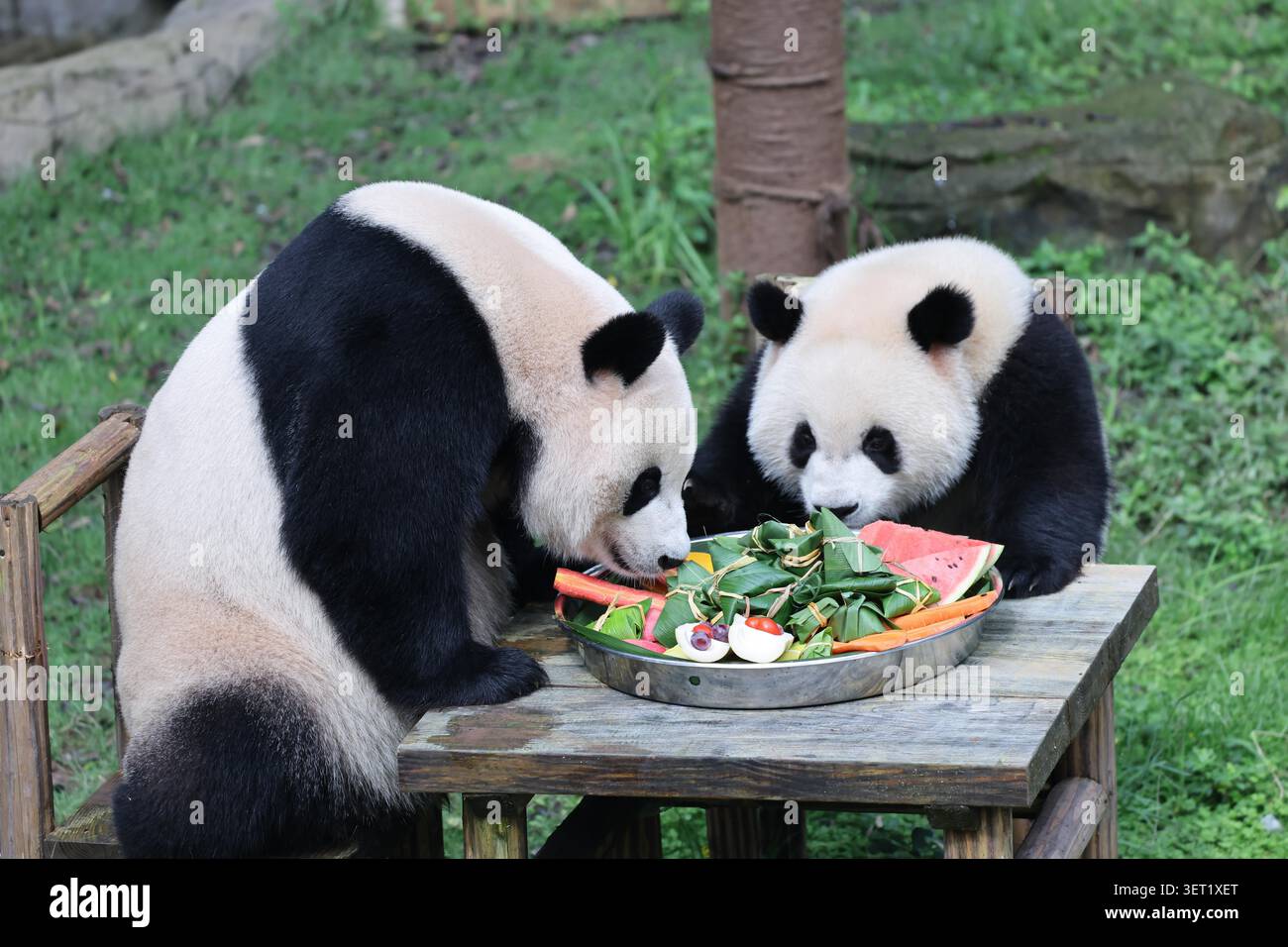 Giant pandas eat special zongzi prepared by Chongqing Zoo staff during ...