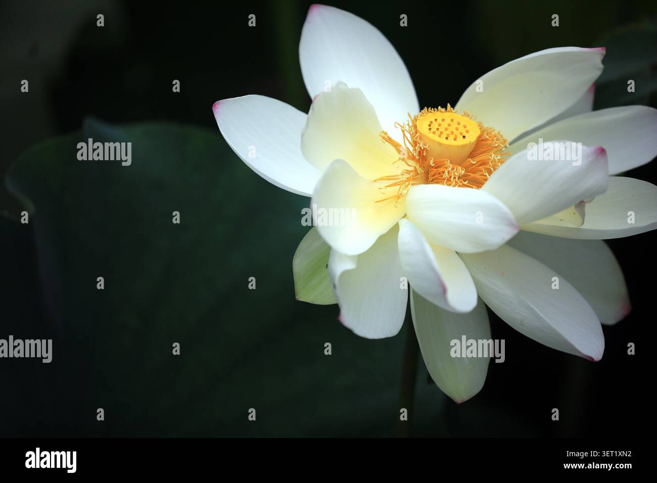 White lotuses bloom in Chuxiu Park of Huaian, east China's Jiangsu ...