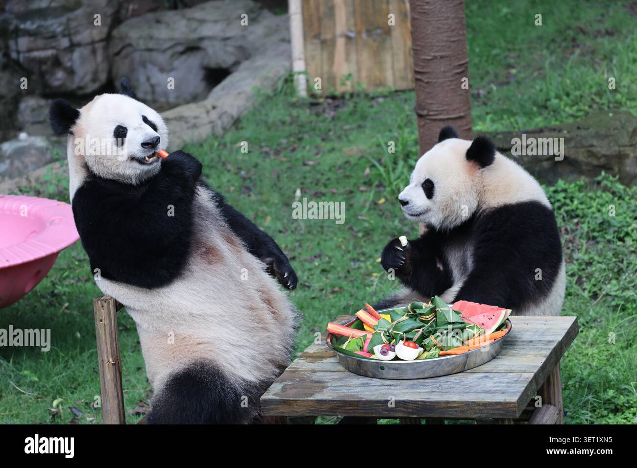 Giant pandas eat special zongzi prepared by Chongqing Zoo staff during ...