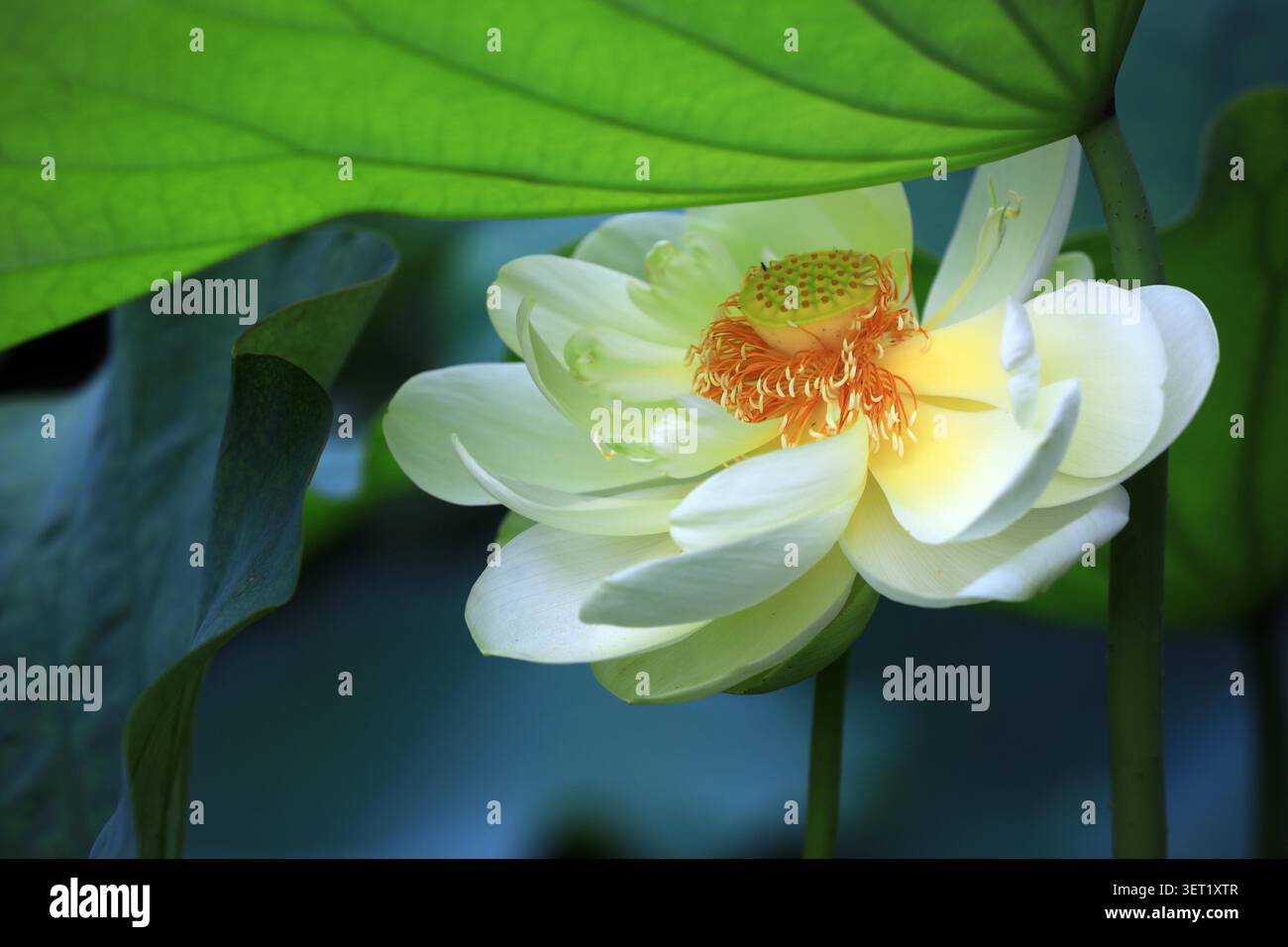 Lotus flowers bloom at Chuxiu Park in Huai'an, east China's Jiangsu ...