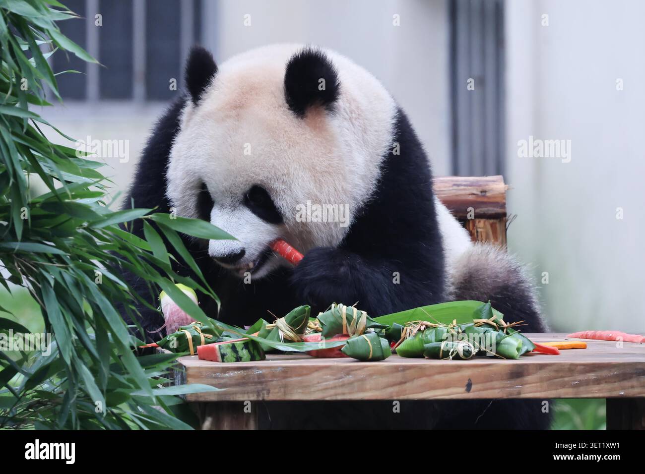 Giant pandas eat special zongzi prepared by Chongqing Zoo staff during ...
