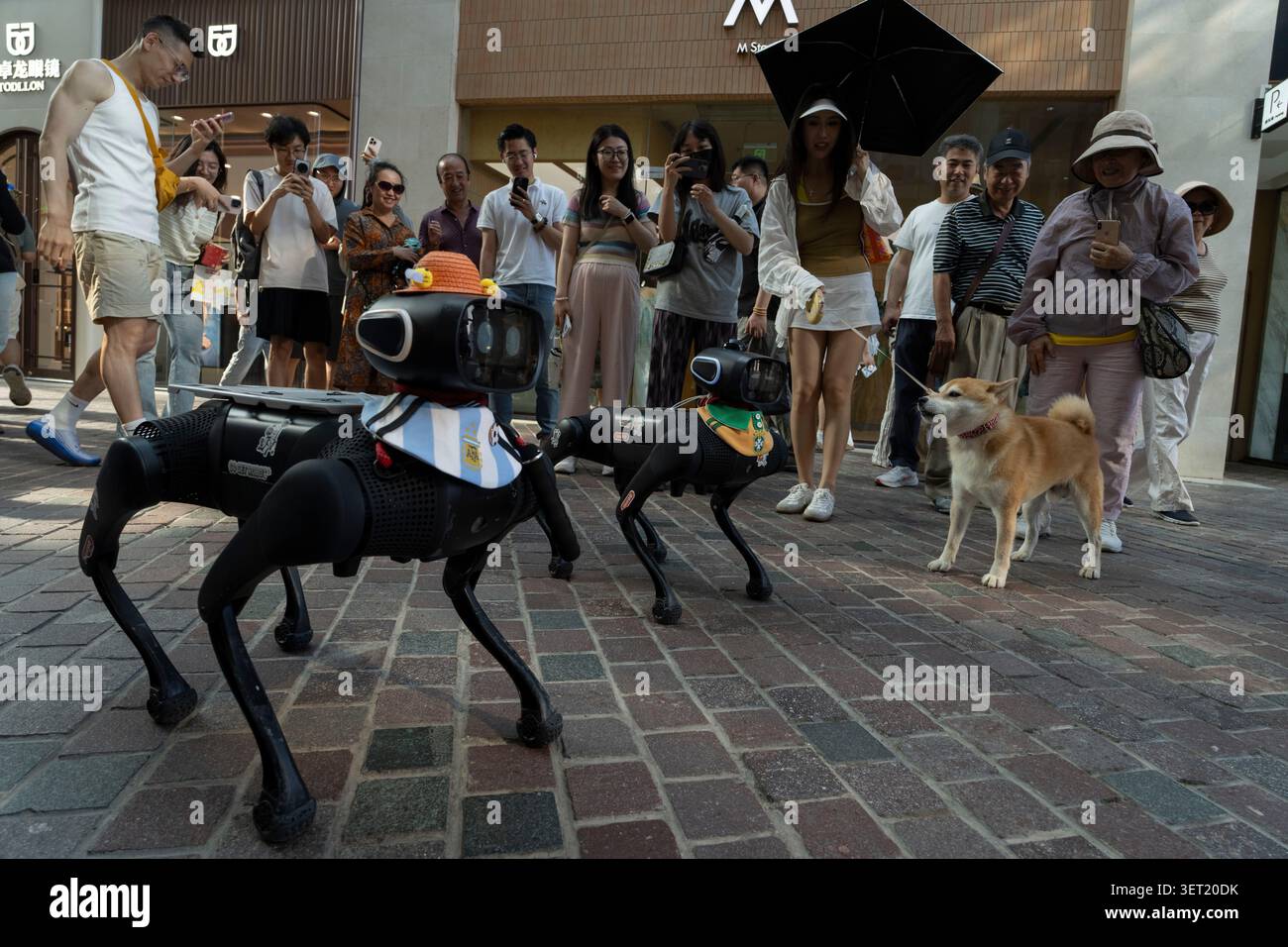 A dog reacts to robots dogs at a mall in Beijing, Saturday, June 20 ...