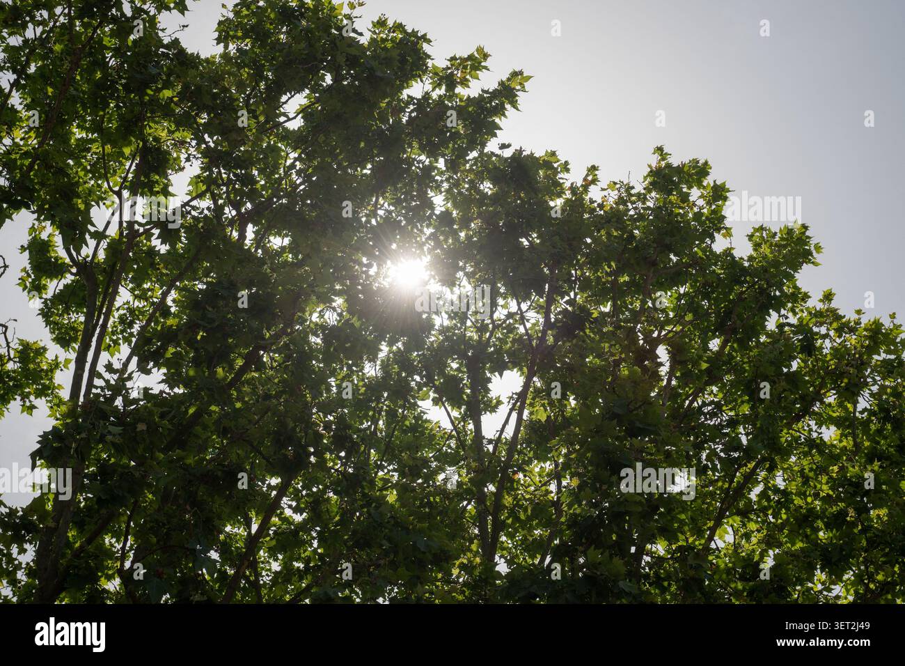 General view and illustrations of Heat Wave on trees during summer ...