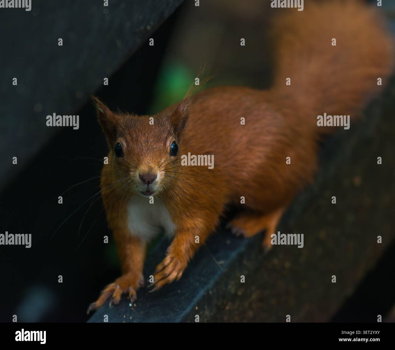 Red squirrel (Sciurus vulgaris) at the Dingle Nature Reserve (Nant Y ...