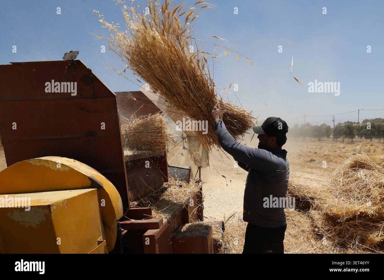 (260621) -- NABLUS, June 21, 2026 (Xinhua) -- A Palestinian harvests ...