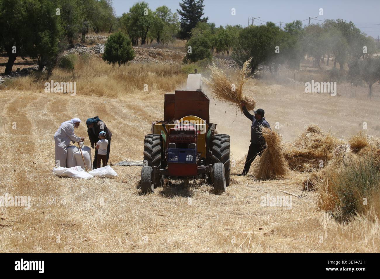 (260621) -- NABLUS, June 21, 2026 (Xinhua) -- Palestinians harvest ...