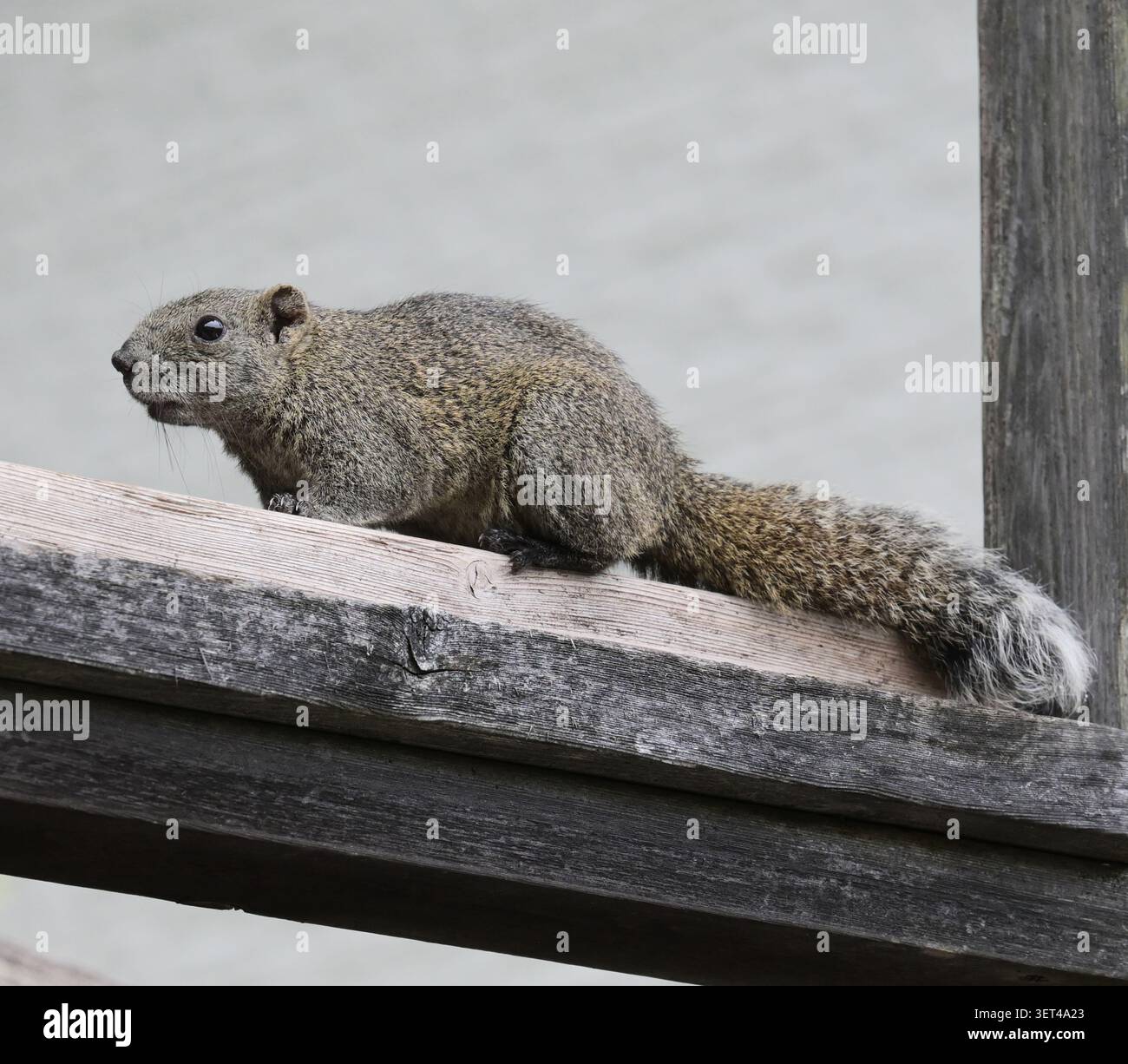 A Taiwanese squirrel (Callosciurus erythraeus thaiwanensis) appears at ...