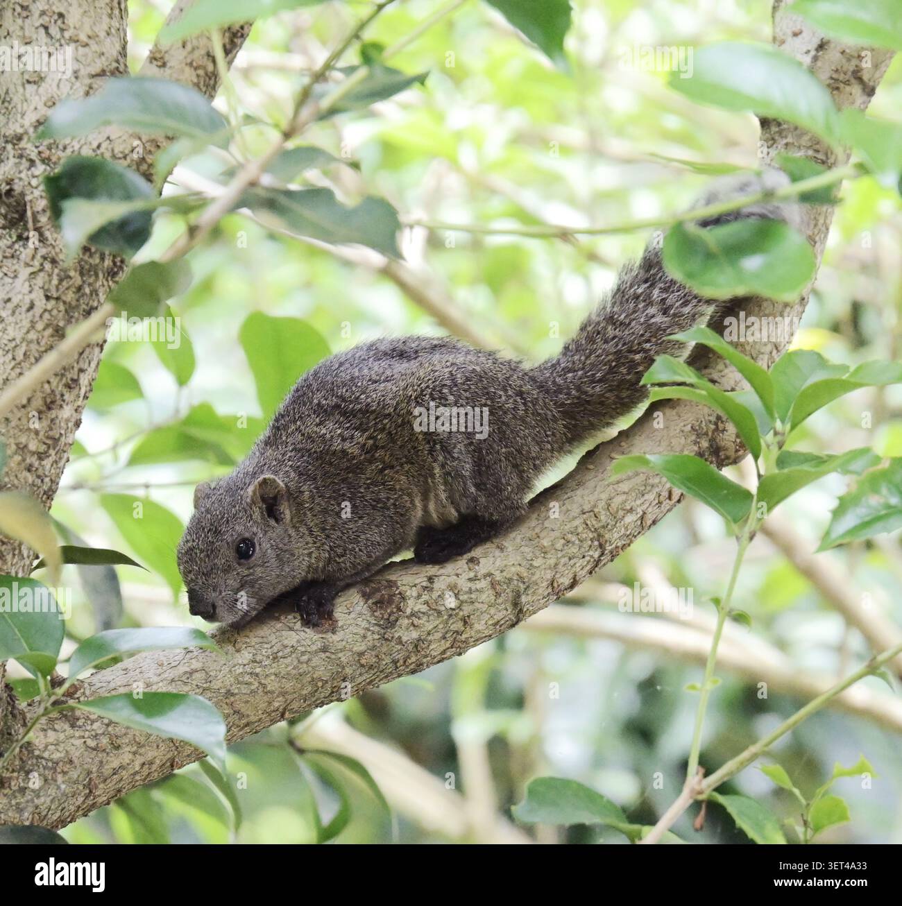 A Taiwanese squirrel (Callosciurus erythraeus thaiwanensis) appears at ...