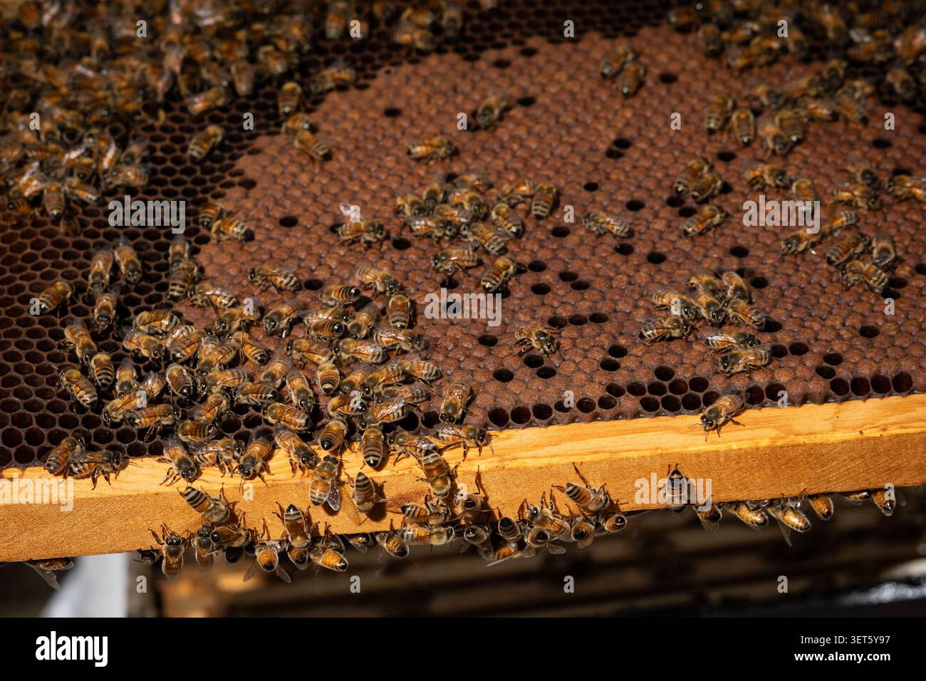 Bees and its hive are seen in Melbourne, Tuesday, June 16, 2026. (AAP ...