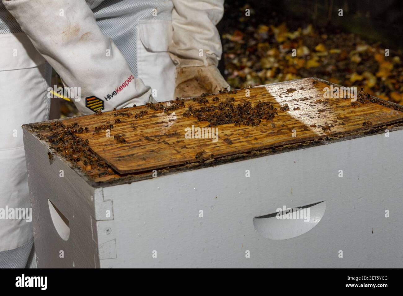 Bees and its hive are seen in Melbourne, Tuesday, June 16, 2026. (AAP ...